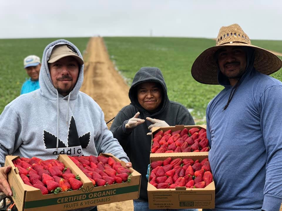 Farmer Appreciation: Rodriguez Farms - Napa Farmers Market